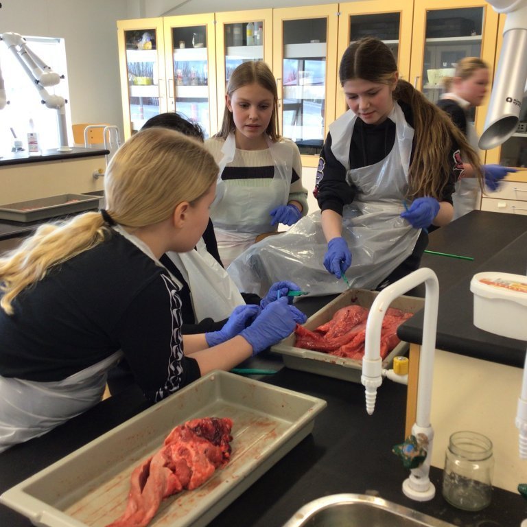 Unglingar fengu að kryfja innyfli úr svíni | Sandgerðisskóli